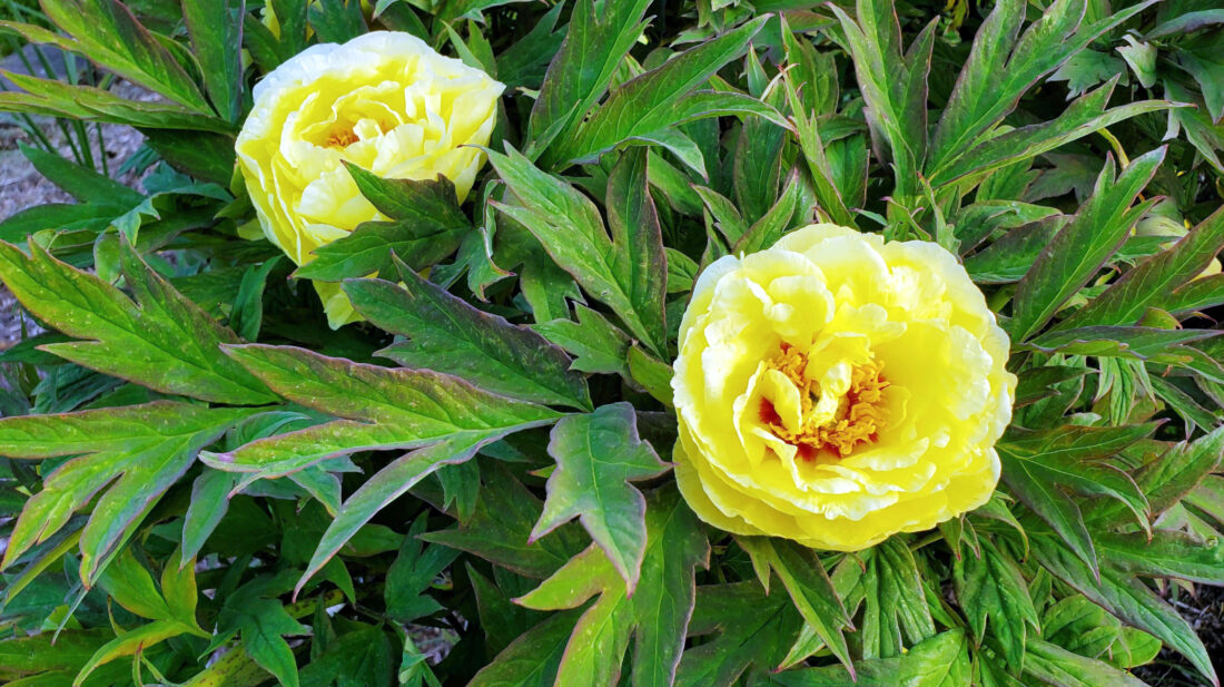 Picking peonies | News, Sports, Jobs - The Express